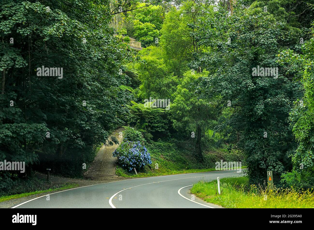 Mountain road through dense forest in Australia Stock Photo - Alamy