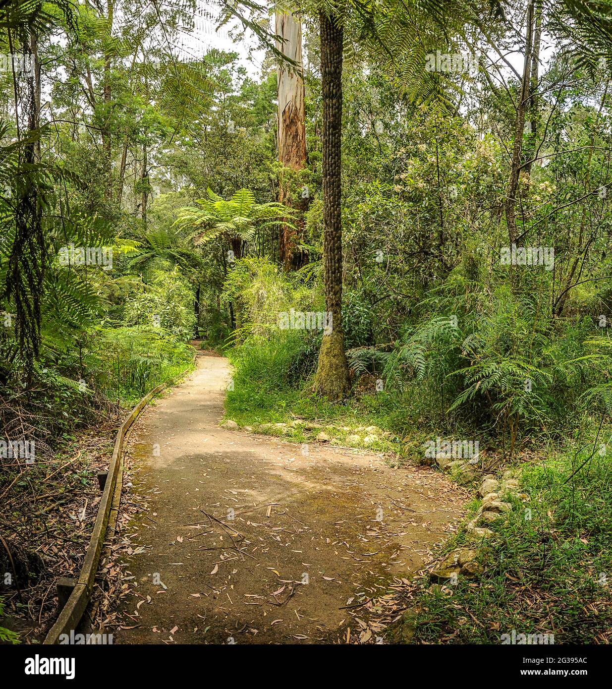 Mountain road through dense forest in Australia Stock Photo - Alamy