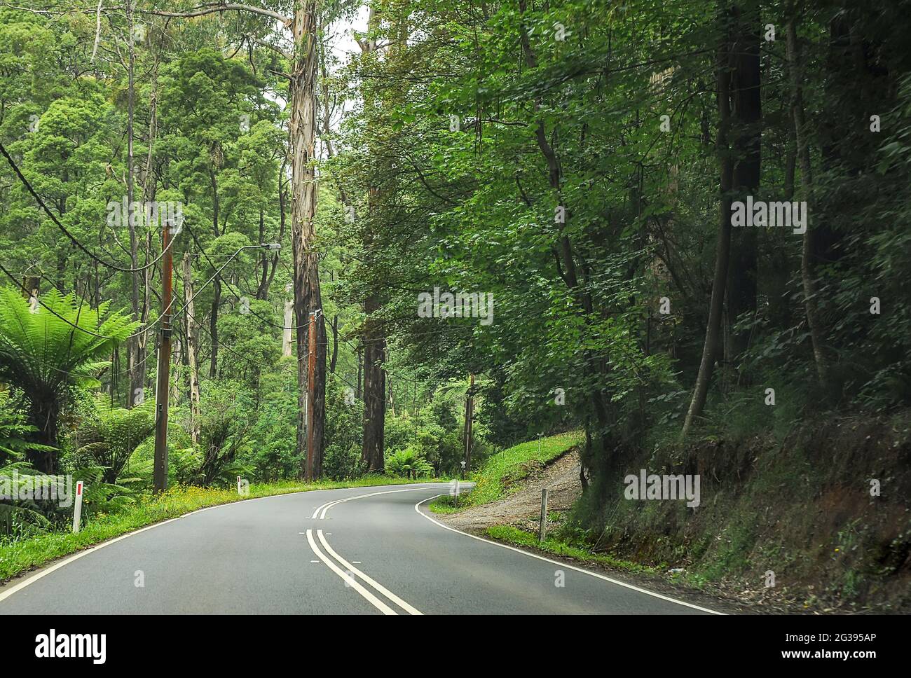 Mountain road through dense forest in Australia Stock Photo - Alamy