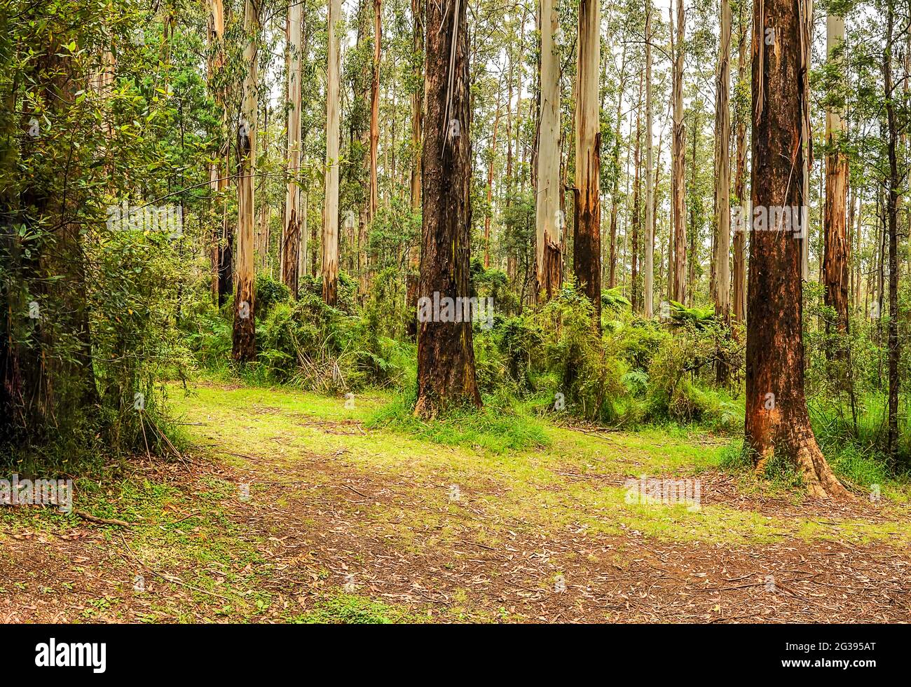 Mountain road through dense forest in Australia Stock Photo - Alamy