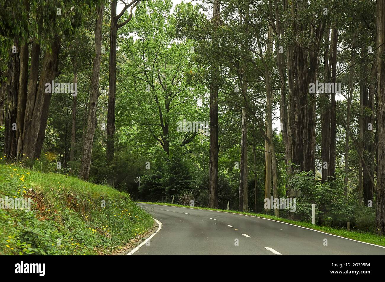 Mountain road through dense forest in Australia Stock Photo - Alamy