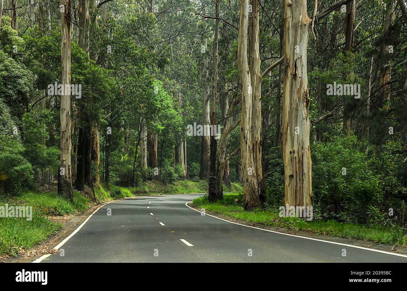 Mountain road through dense forest in Australia Stock Photo - Alamy