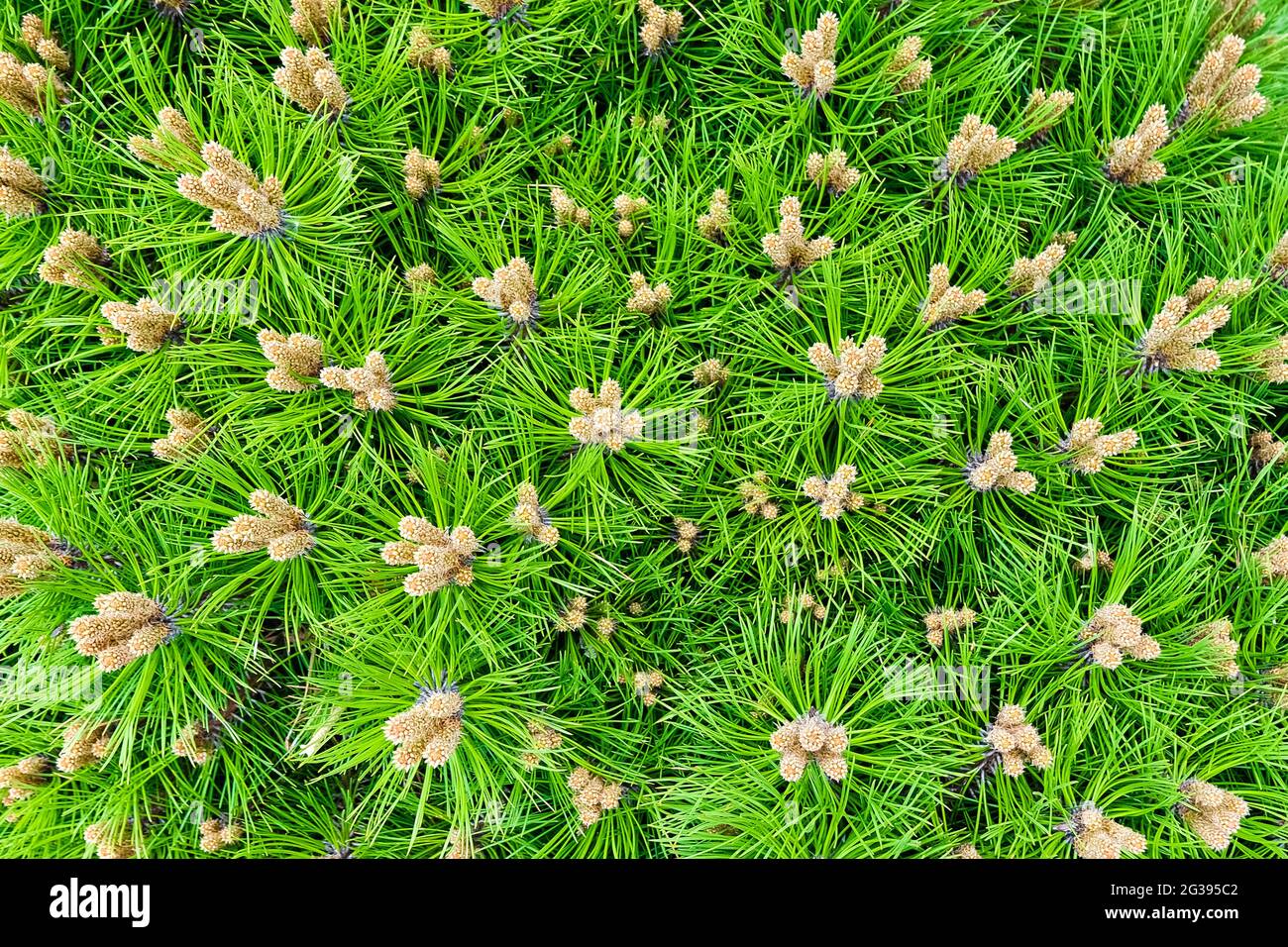Green Decorative pine background or texture close up. Young pine ...
