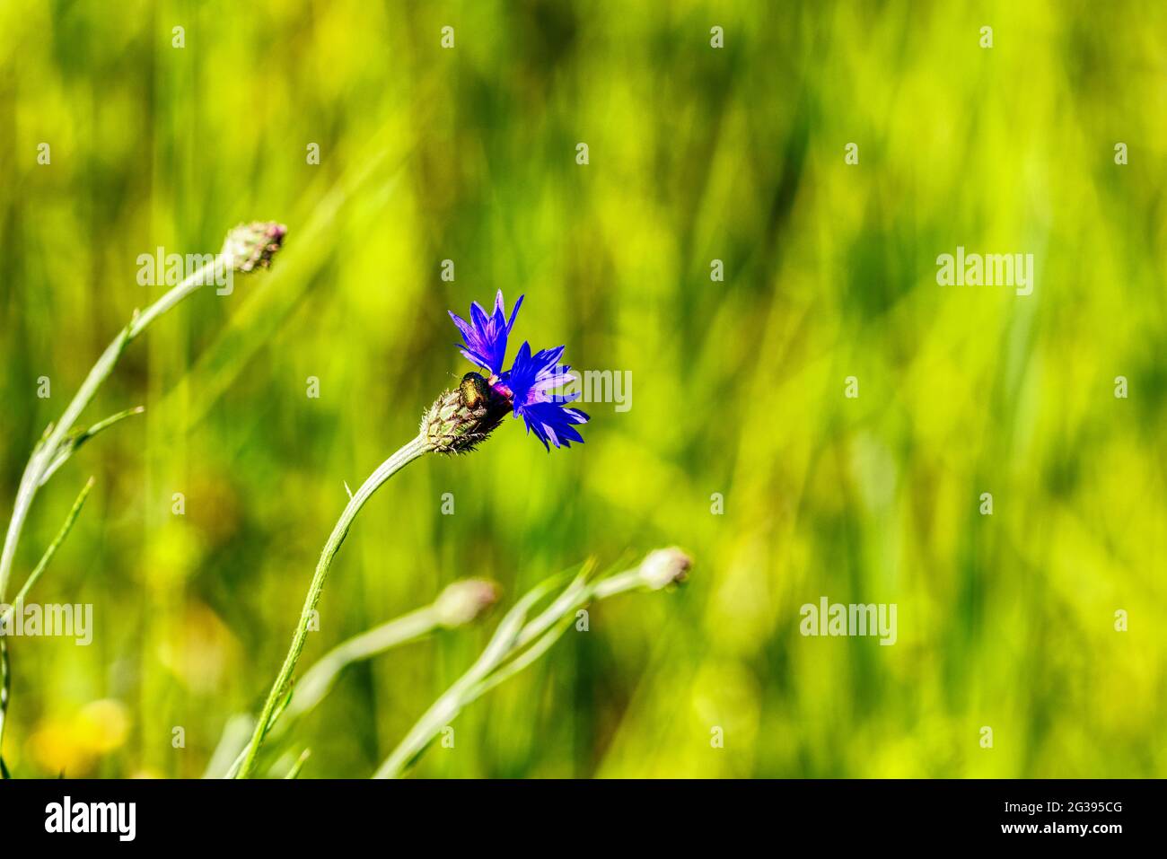 Corn flowering hi-res stock photography and images - Alamy