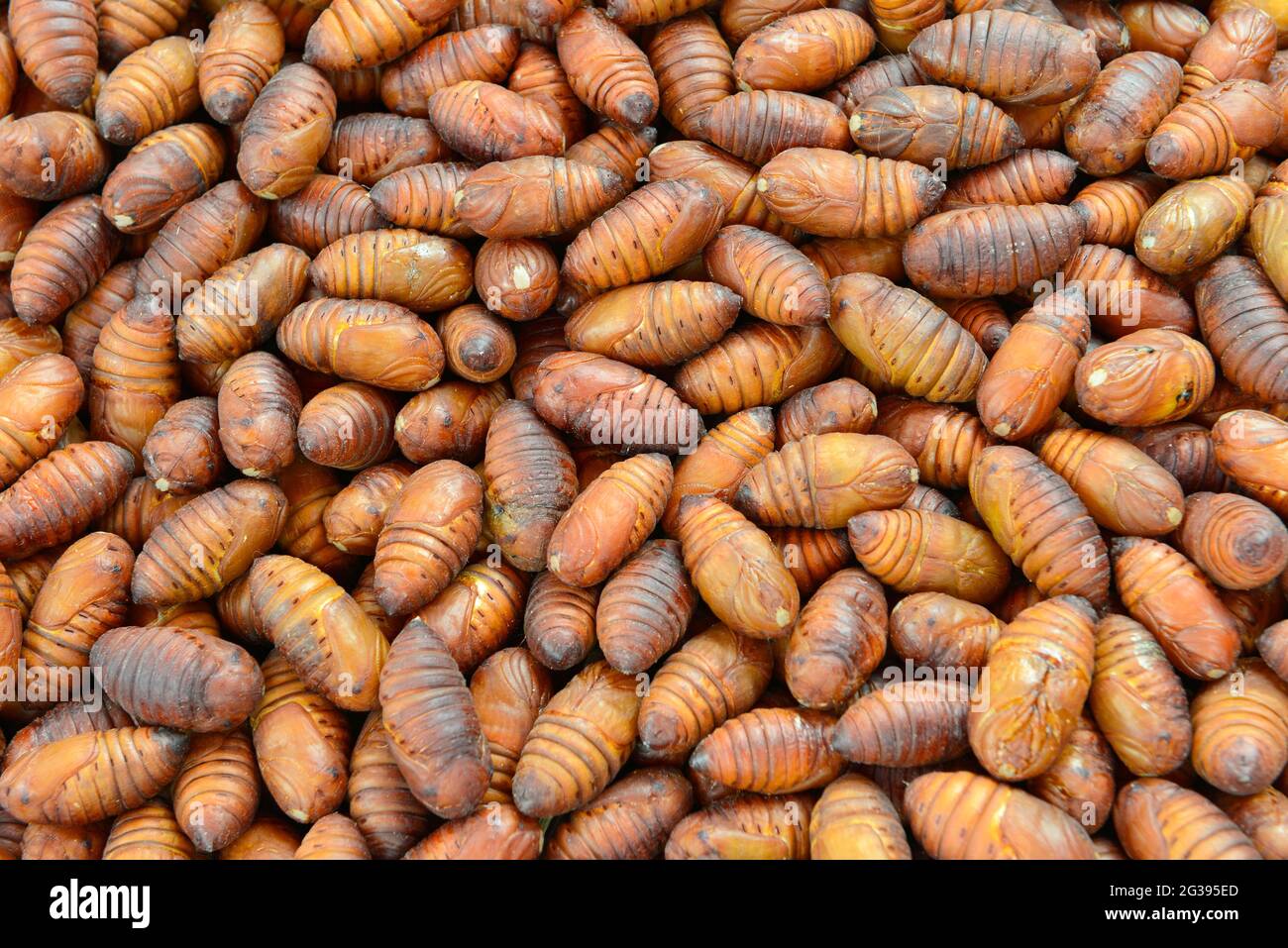Edible insect pupae for sale at a street market in Yantai, Shandong ...