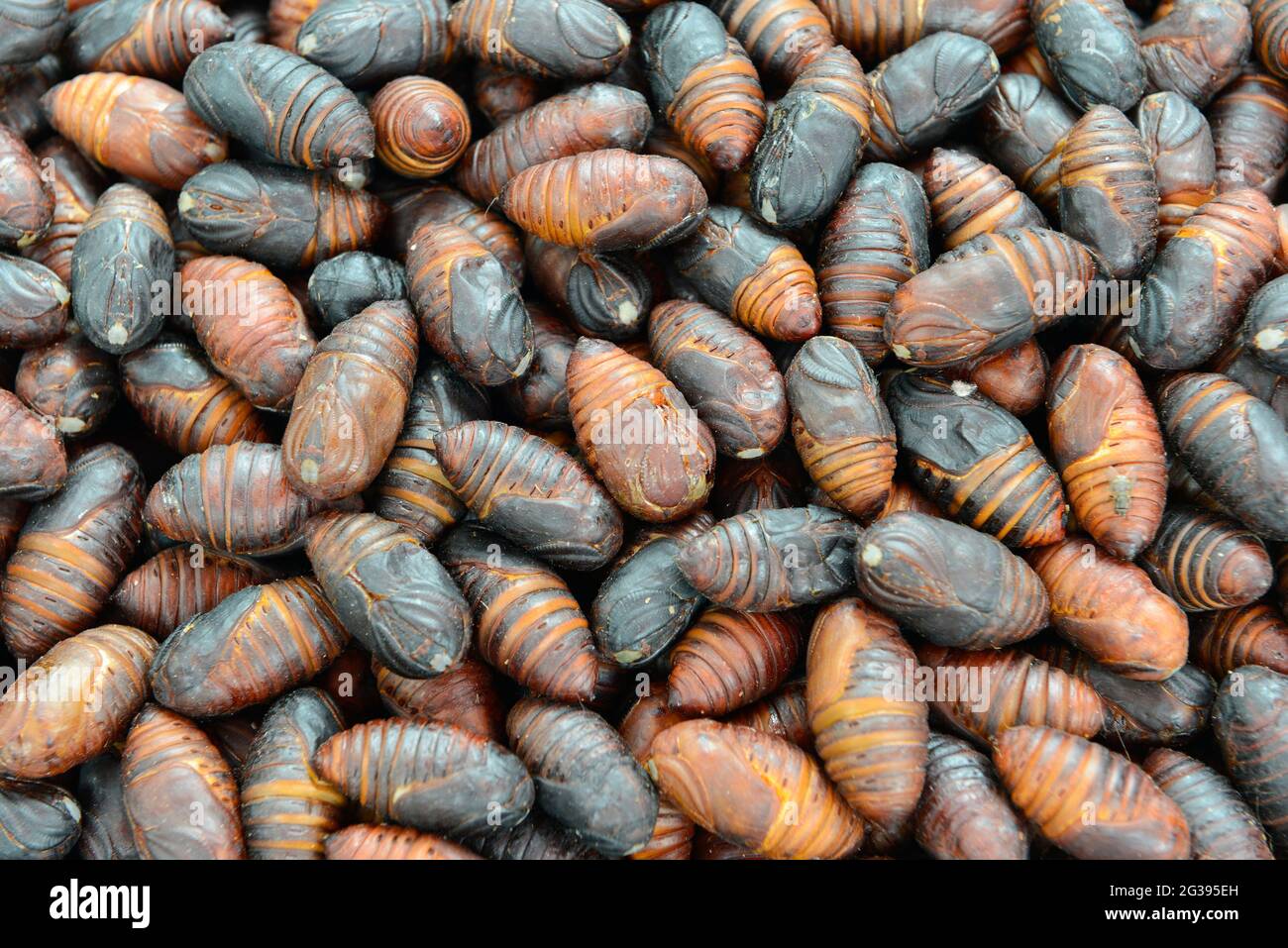 Edible insect pupae for sale at a street market in Yantai, Shandong ...