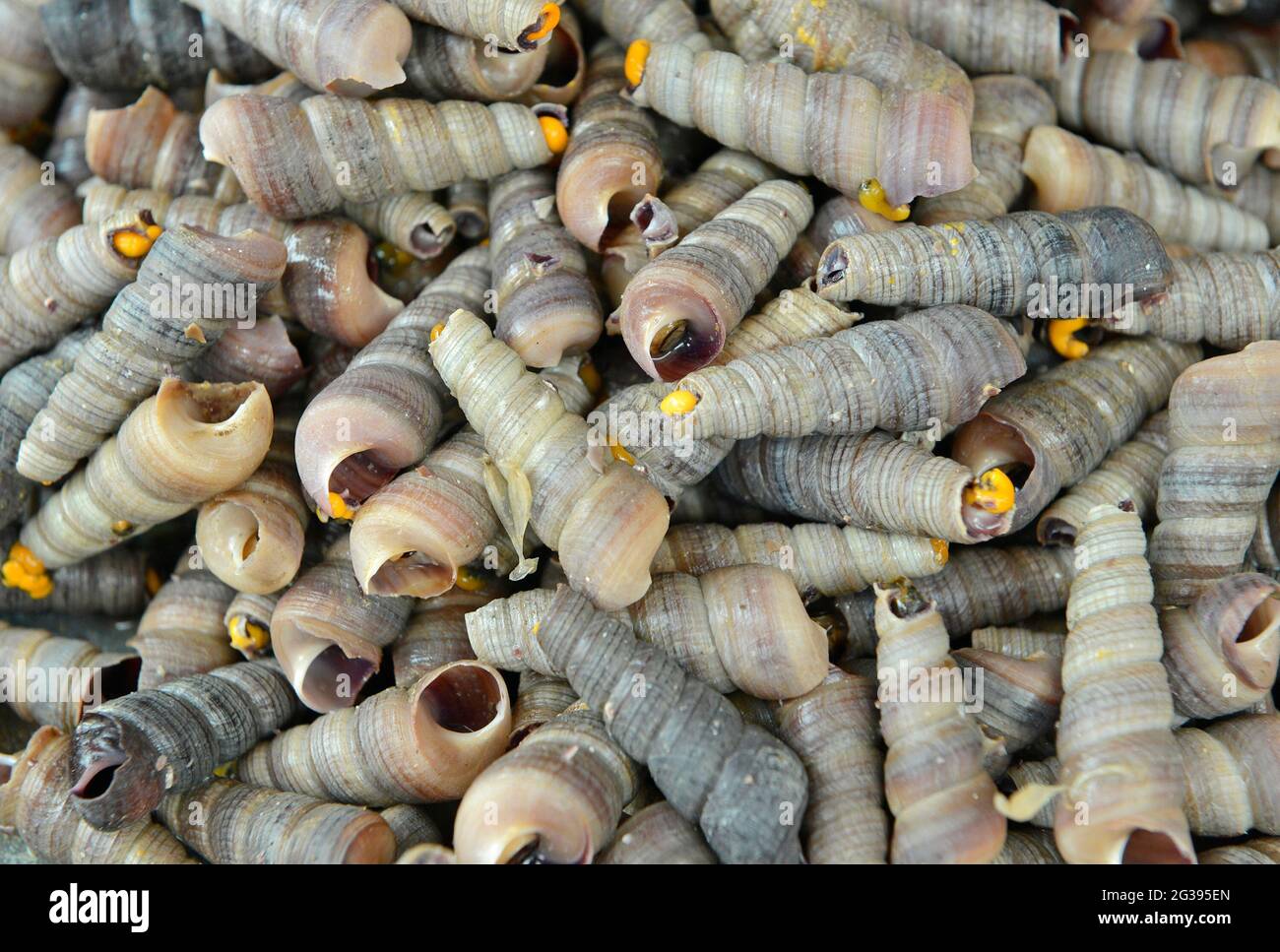 Auger shells hi-res stock photography and images - Alamy