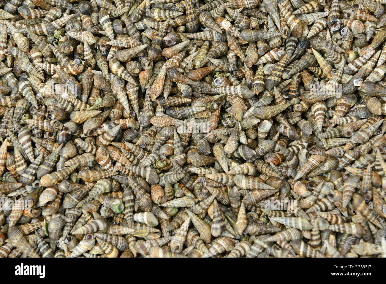 Edible auger shellfish for sale at an open air market in Yantai ...