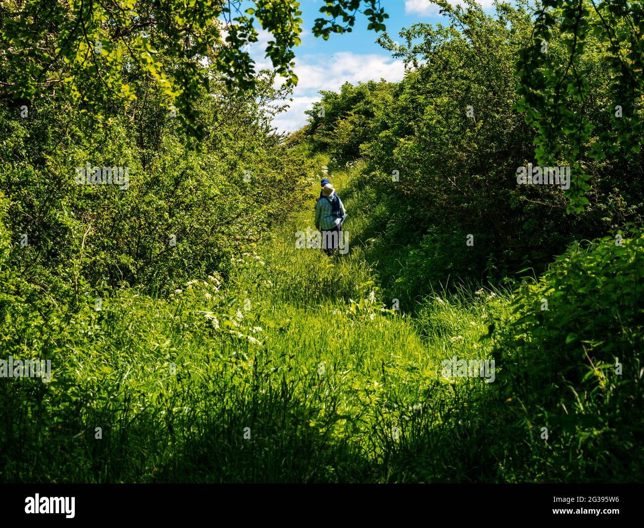 Overgrown borders hi-res stock photography and images - Alamy