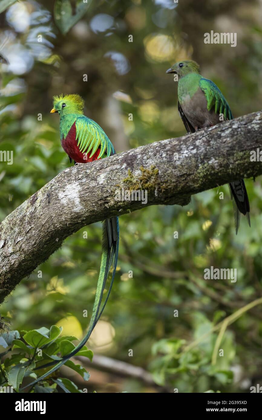 Two resplendent quetzal sitting on tree in summer light Stock Photo - Alamy