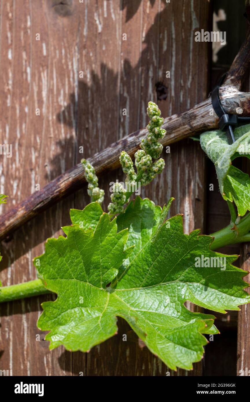 Spring blossom of flowers clusters of grape plant close up Stock Photo ...