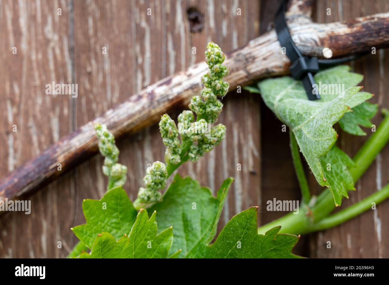 Grape flowers young fruit clusters hi-res stock photography and images ...