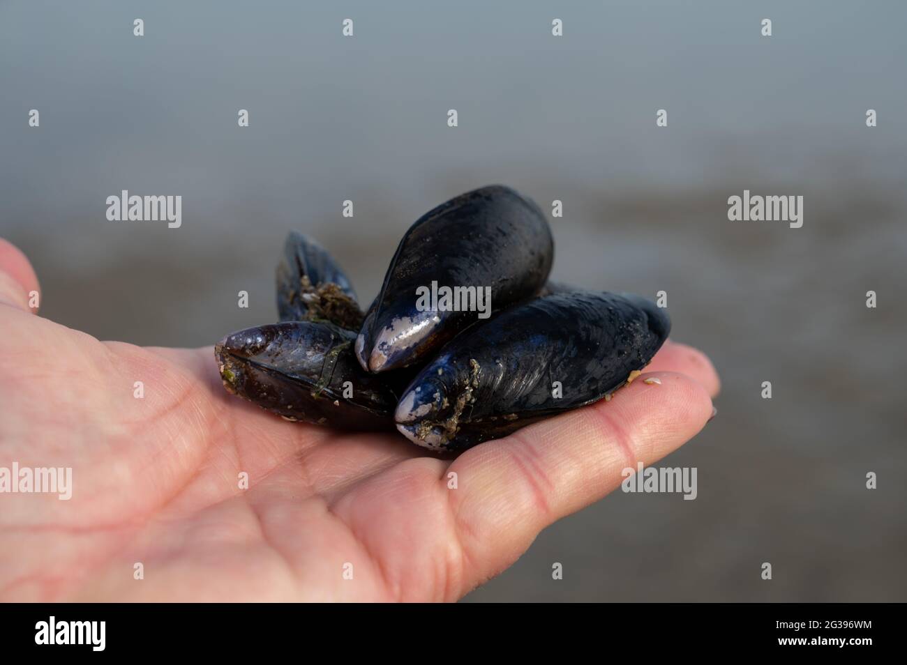 Hand with group of live mussels clams, low tide in North sea, seafood ...