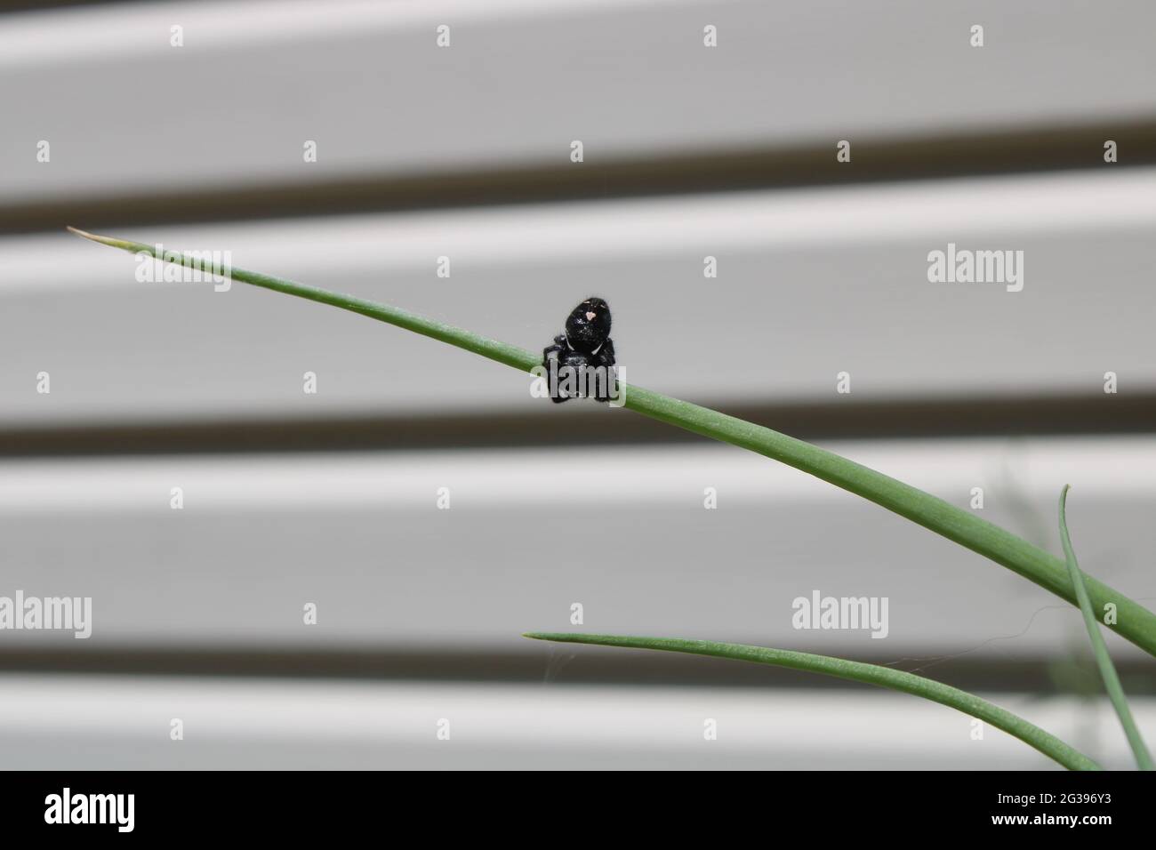 Allium spider hi-res stock photography and images - Alamy