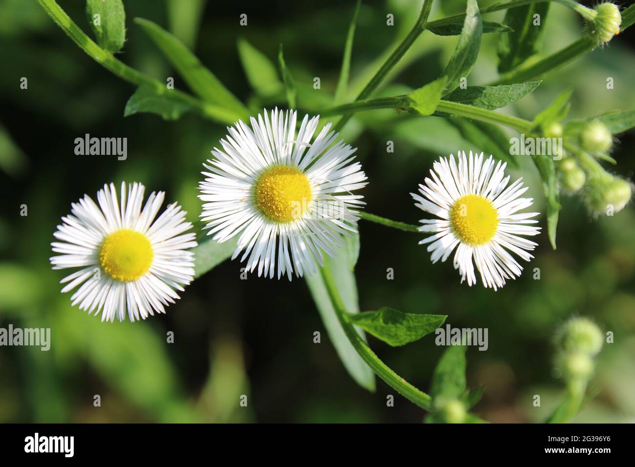 Blooms of a Wild Fleabane Daisy Plant Stock Photo - Alamy