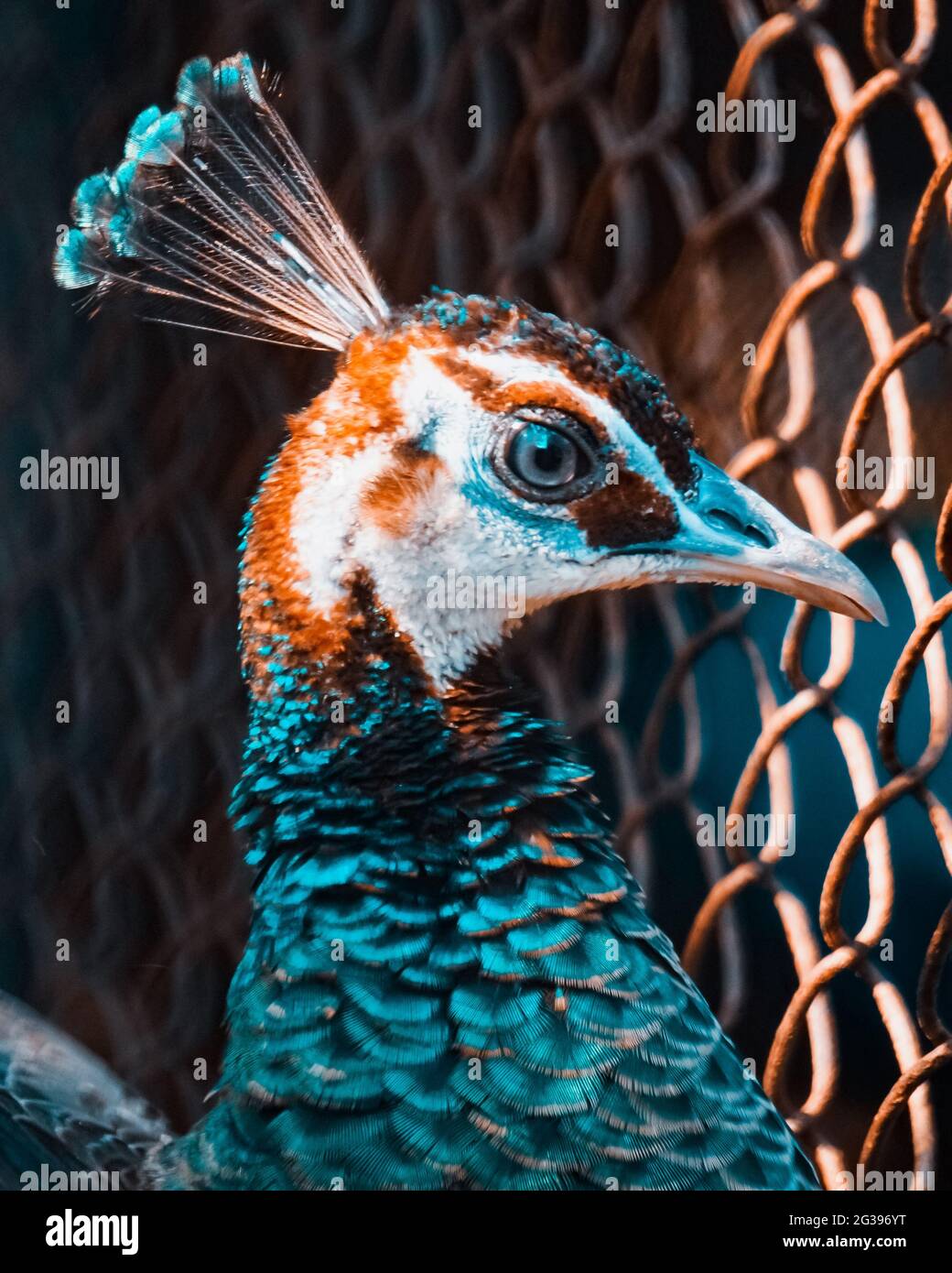 vertical shot of a colorful peacock on a fence's background Stock Photo ...
