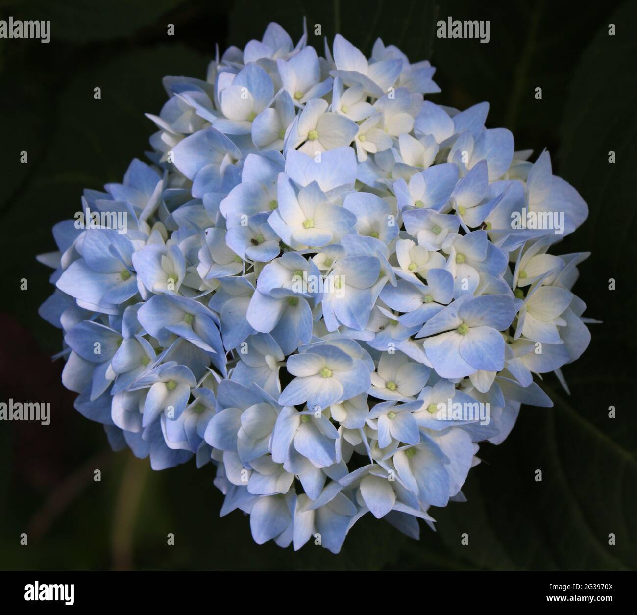 Hydrangea macrophylla in bloom hi-res stock photography and images - Alamy