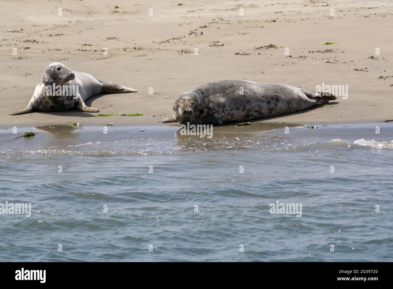 Animal collection, group of big sea seals resting on sandy beach during ...