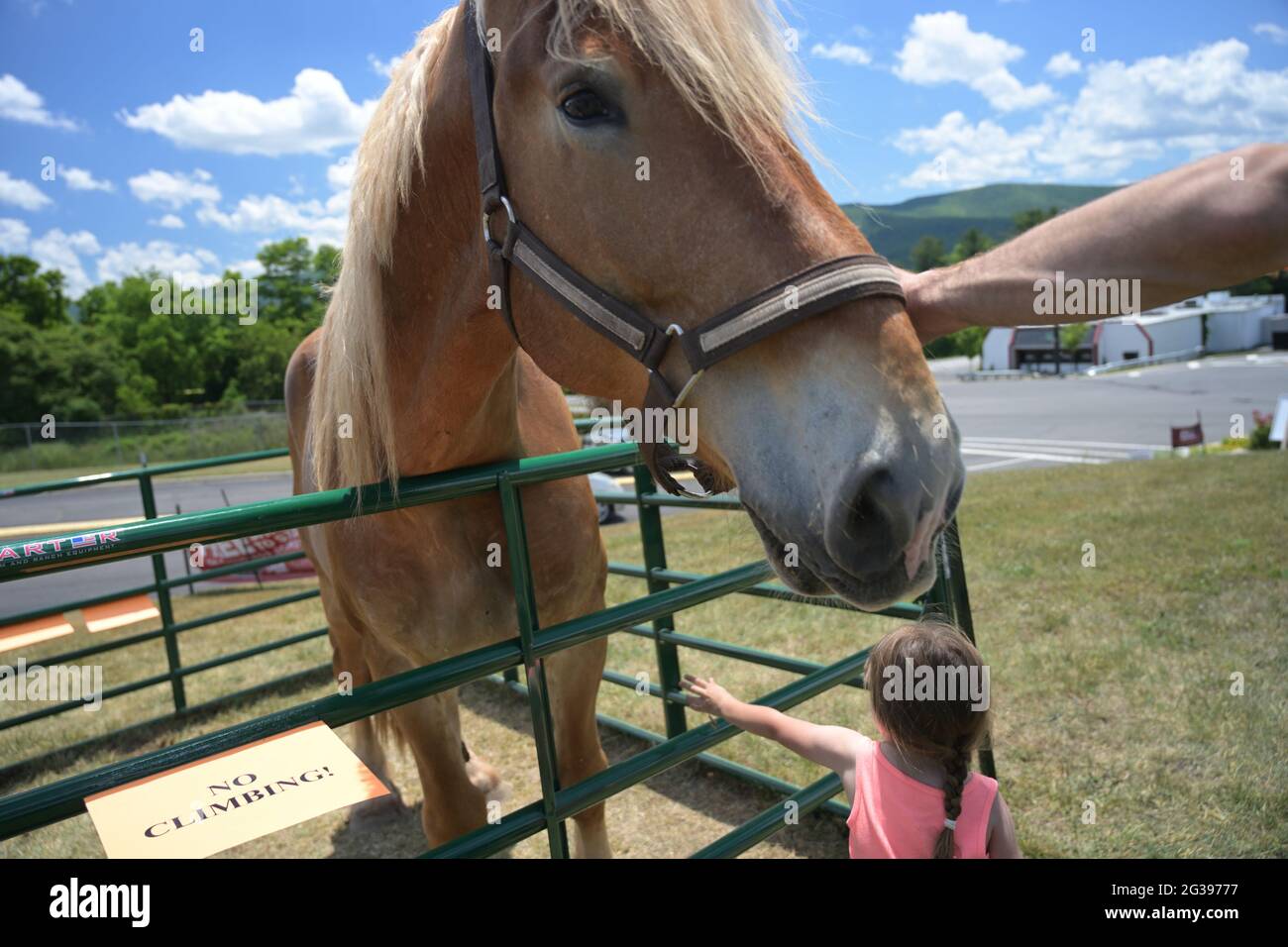 Jument cheval hi-res stock photography and images - Alamy