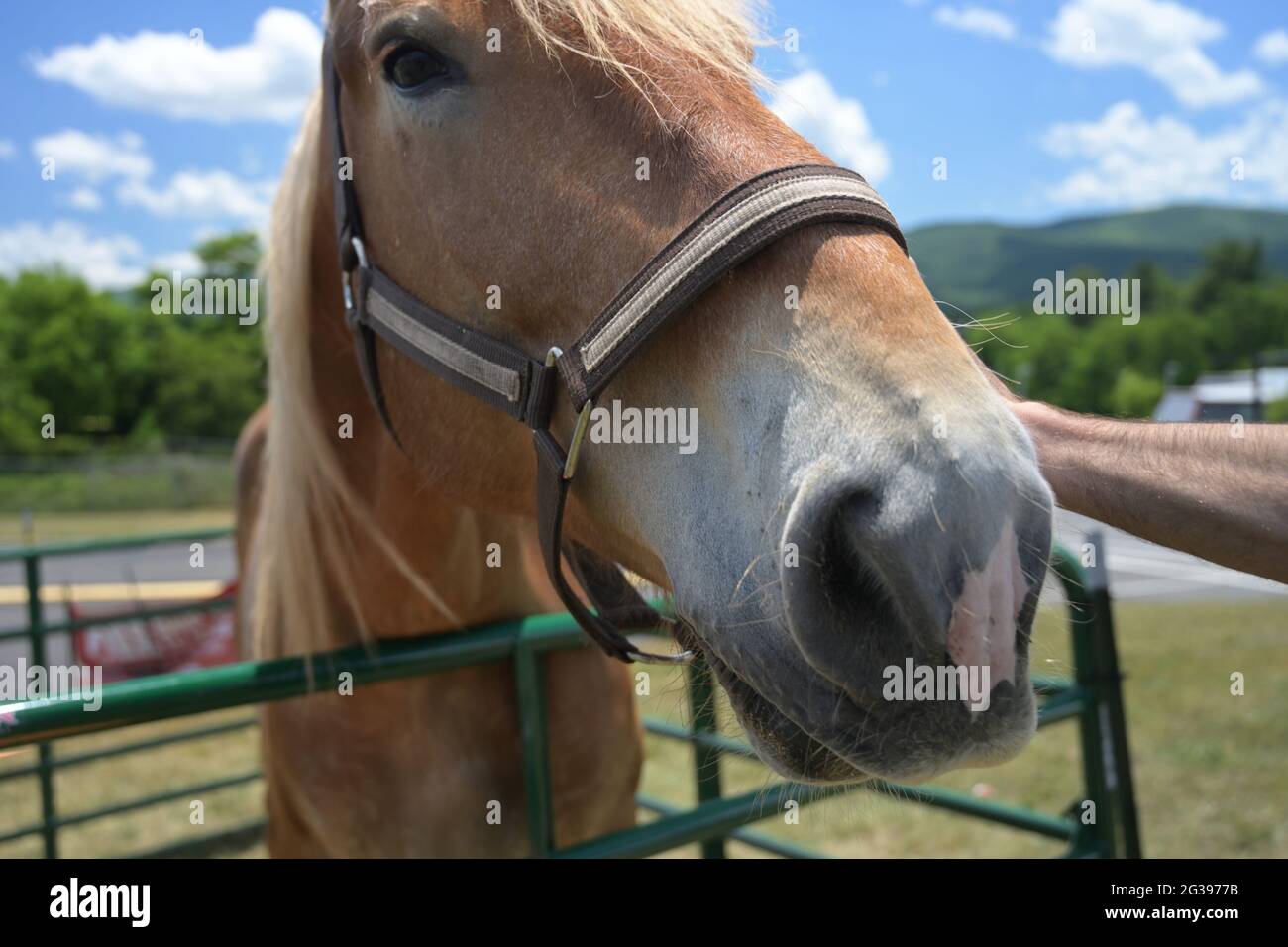 Visage de cheval hi-res stock photography and images - Alamy