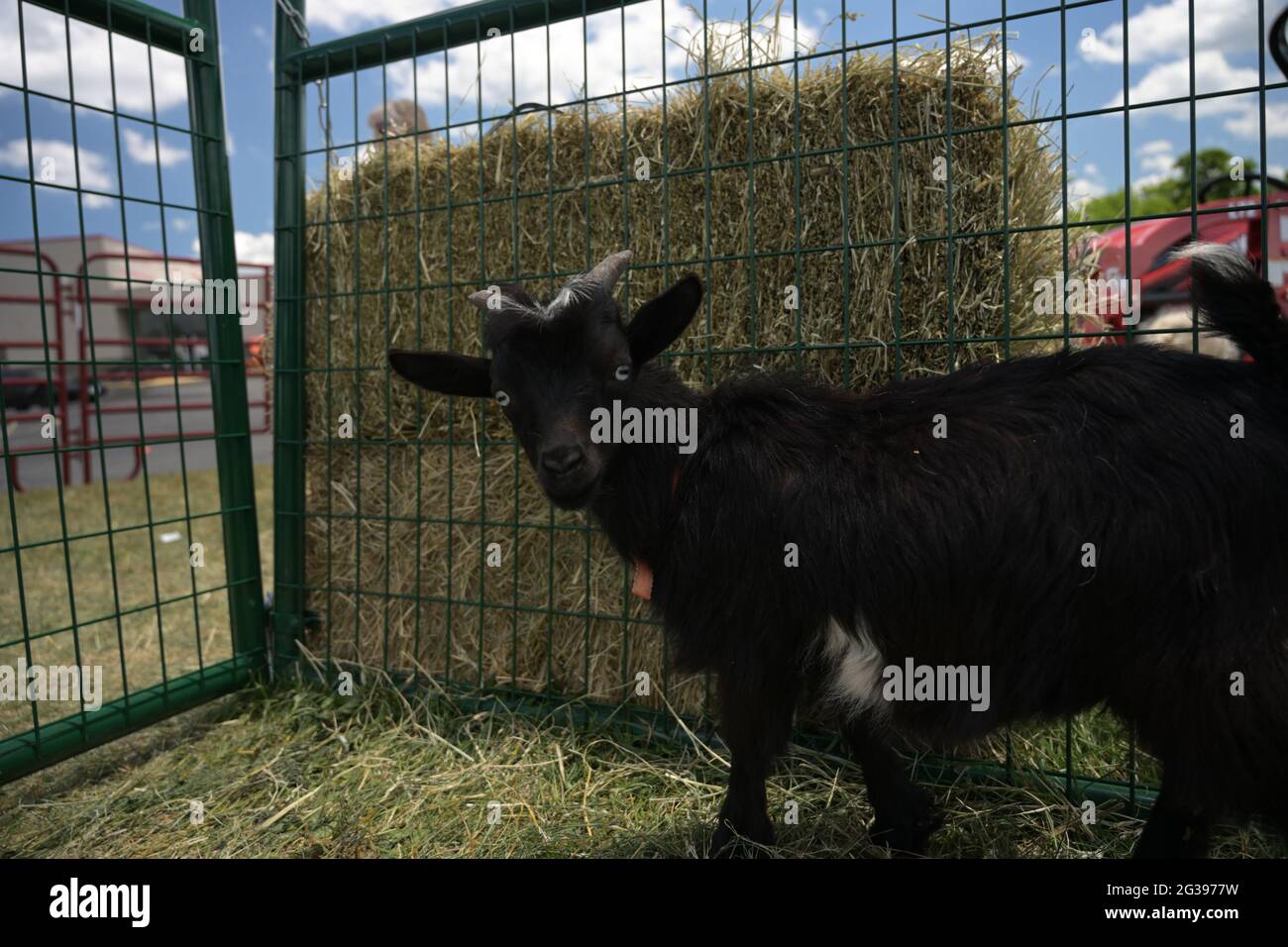 Devil Cult goat Stock Photo - Alamy