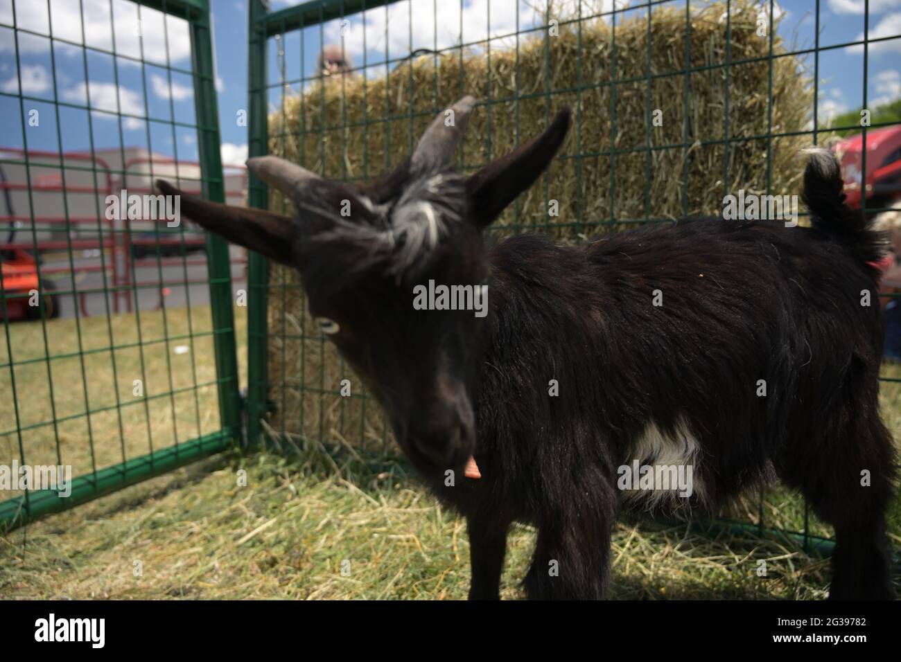 Devil Cult goat Stock Photo - Alamy