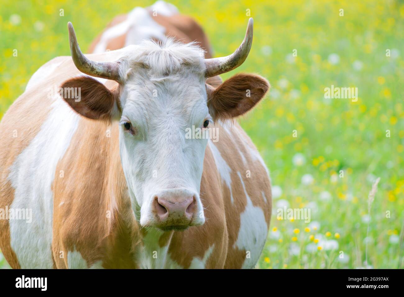 Horned white bull cow hi-res stock photography and images - Alamy