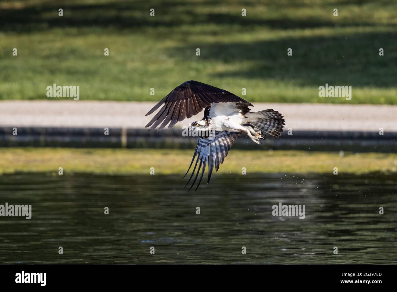 Osprey bird flying over the river Stock Photo - Alamy