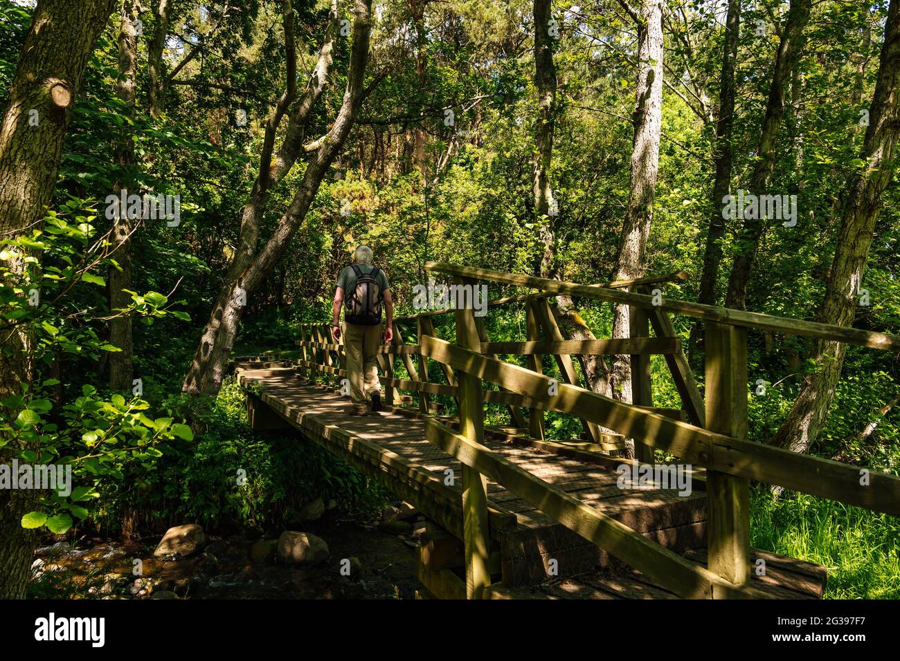 Man walking over small wooden bridge over stream, Pease Dean ...