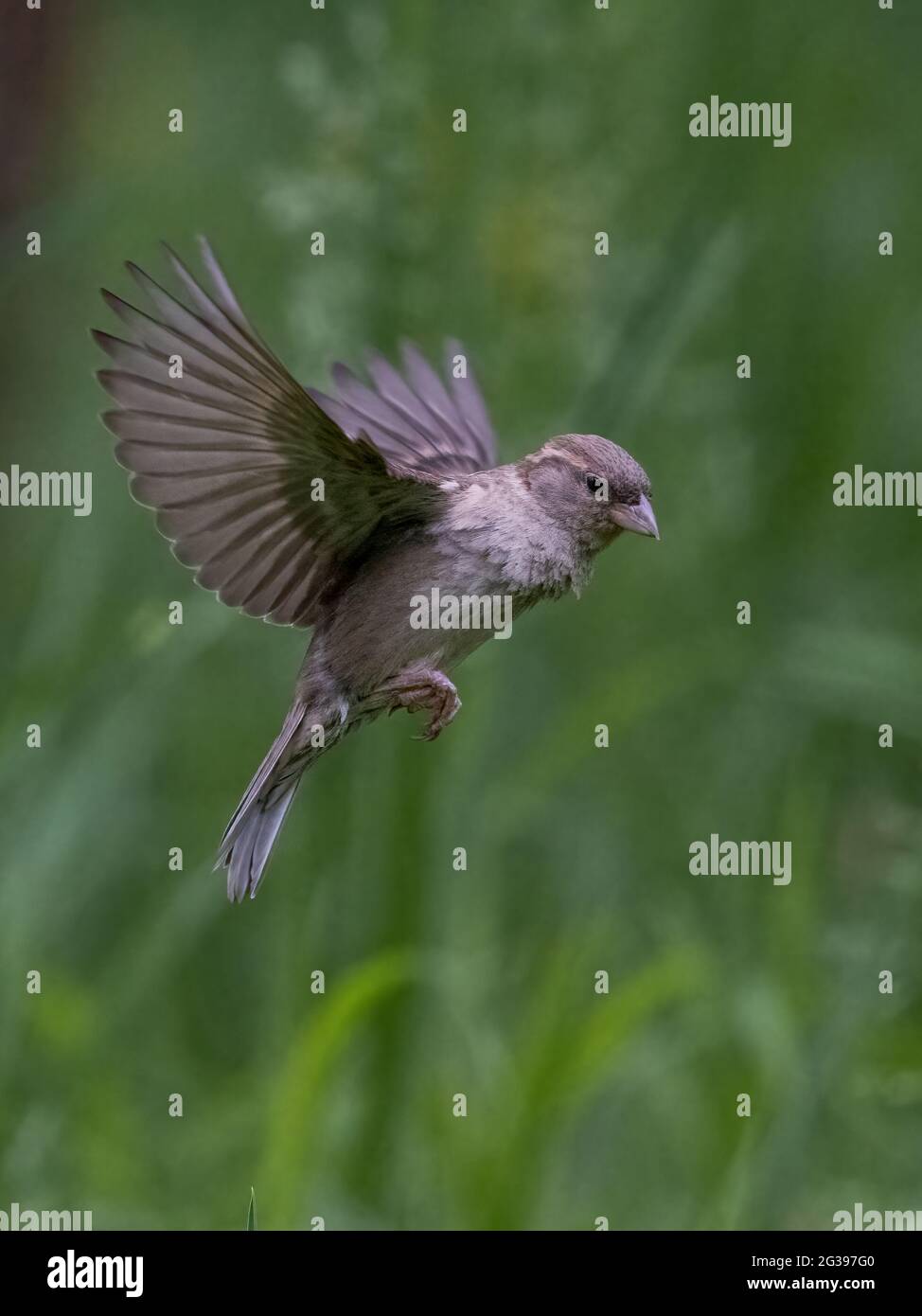 Sparrow flying in a forest Stock Photo - Alamy