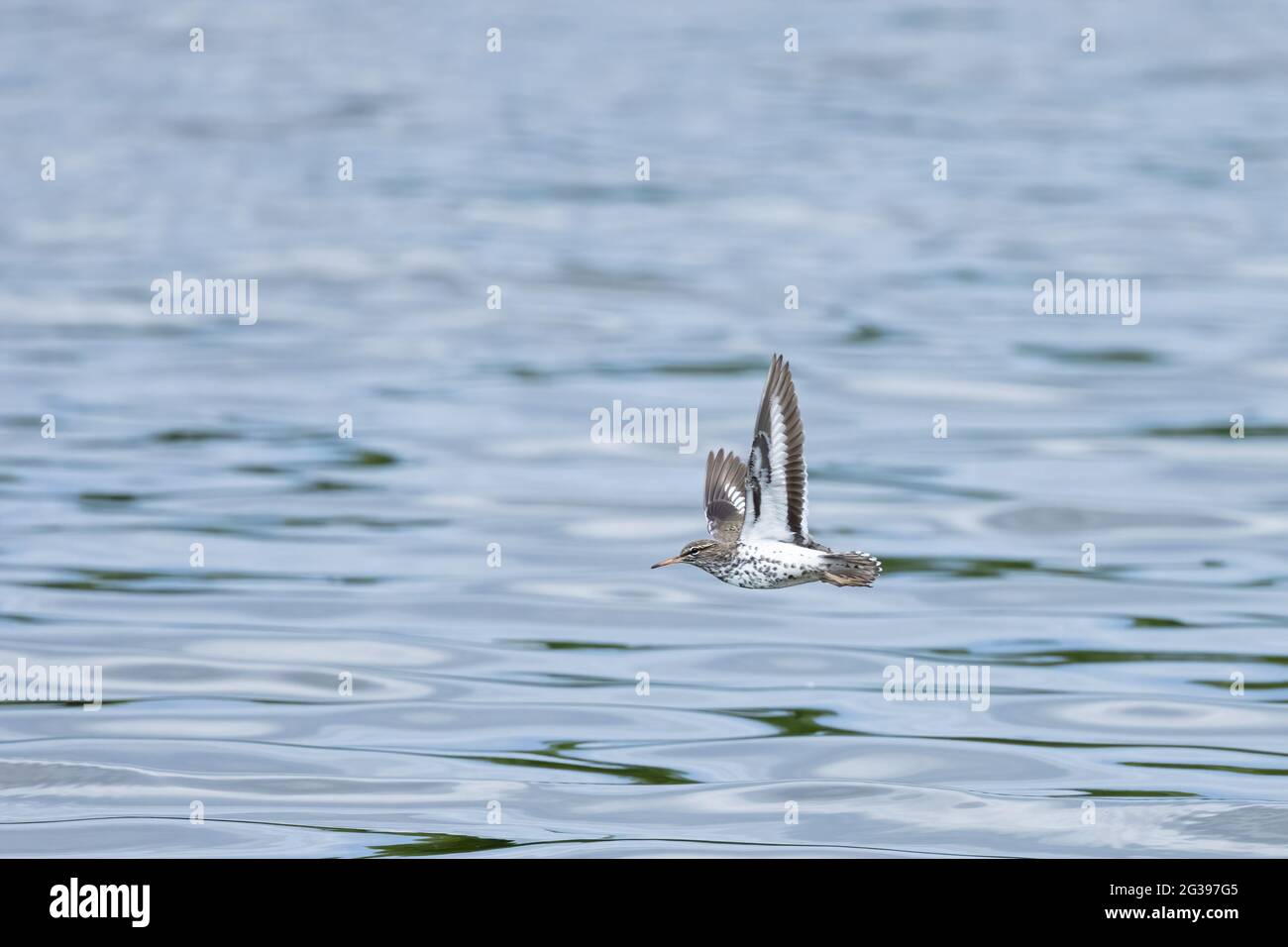 Common Sandpiper bird flying over the lake Stock Photo - Alamy
