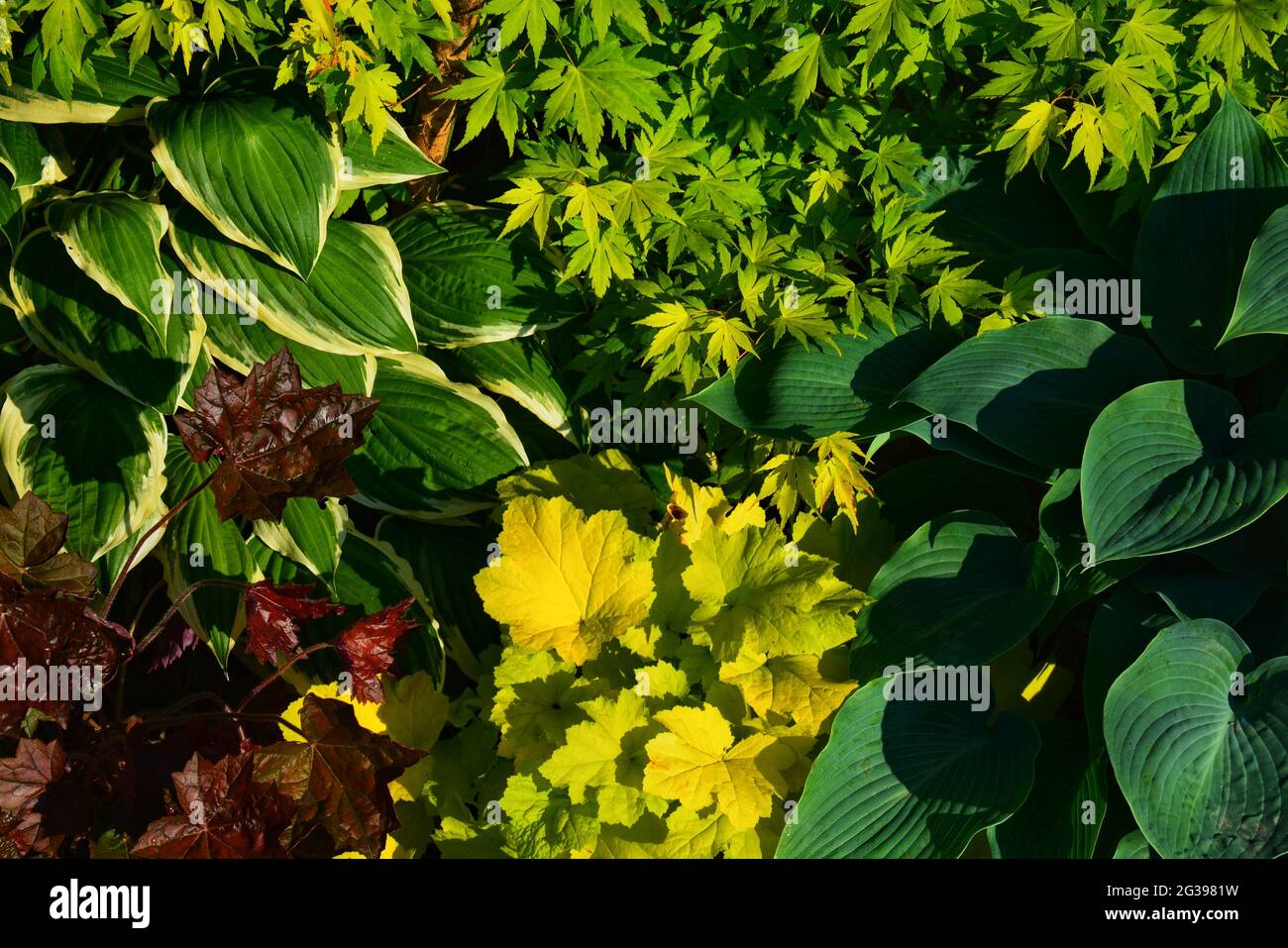 Selective focus shot of beautiful flowers on plants and nature under ...