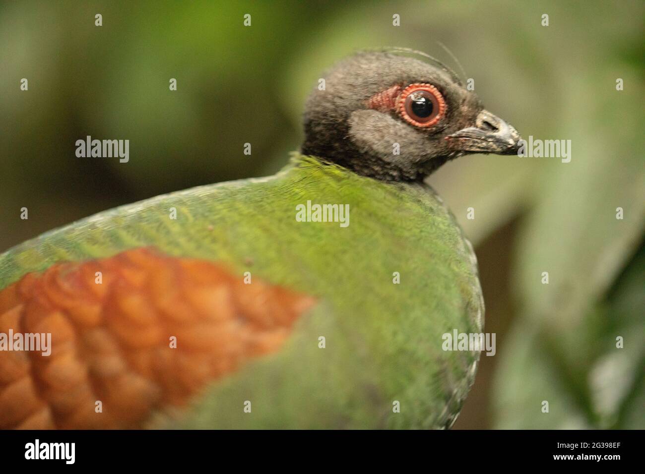 Crested partridge, roul roul, exotic bird at Eden project, Cornwall, UK ...