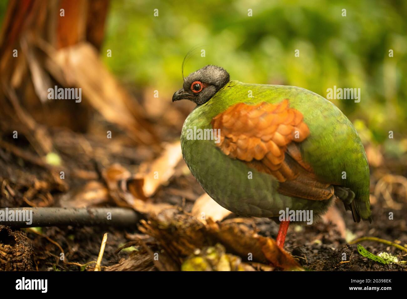 Crested partridge, roul roul, exotic bird at Eden project, Cornwall, UK ...