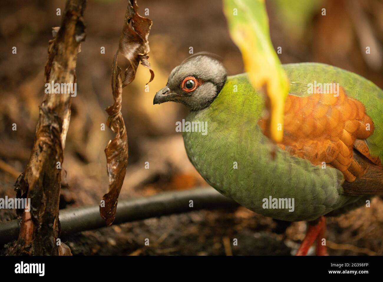 Crested partridge, roul roul, exotic bird at Eden project, Cornwall, UK ...
