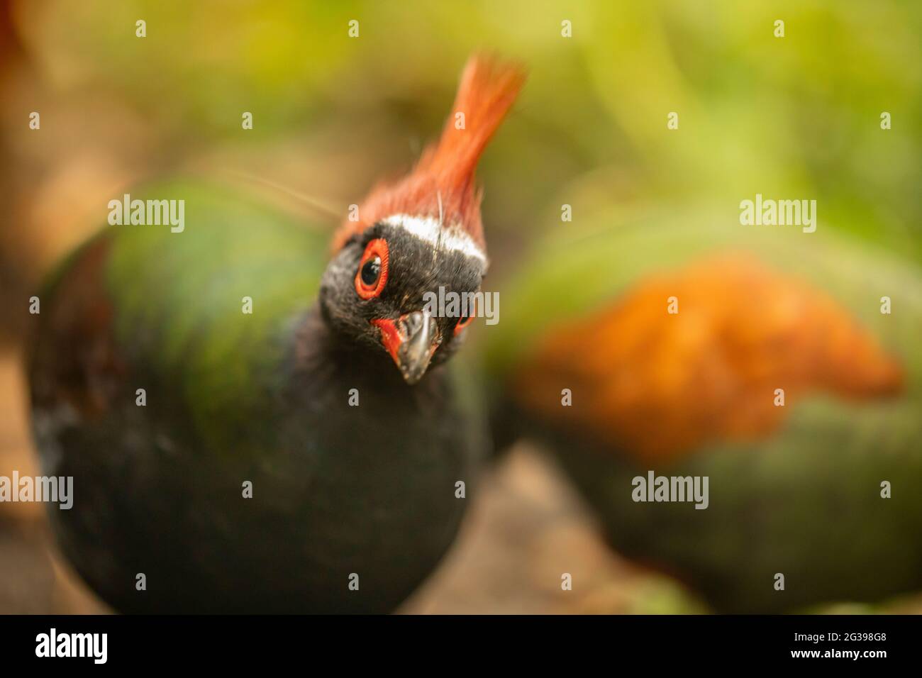 Crested partridge, roul roul, exotic bird at Eden project, Cornwall, UK ...