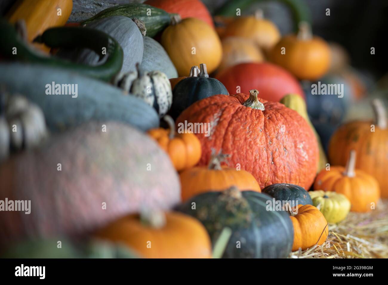 Mixed varieties of pumpkin Stock Photo - Alamy