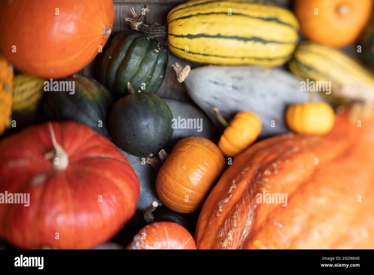 Mixed varieties of pumpkin Stock Photo - Alamy