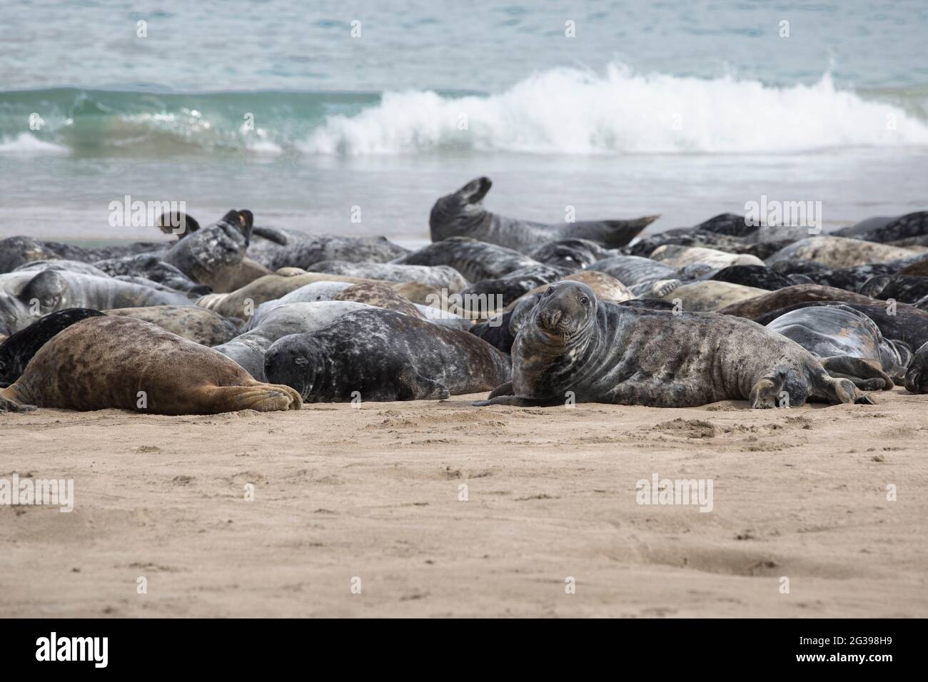 Large grey seal colony at Great Blasket Island, Ireland Stock Photo - Alamy