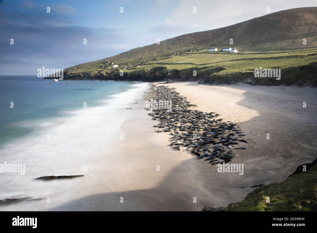 Large grey seal colony at Great Blasket Island, Ireland Stock Photo - Alamy
