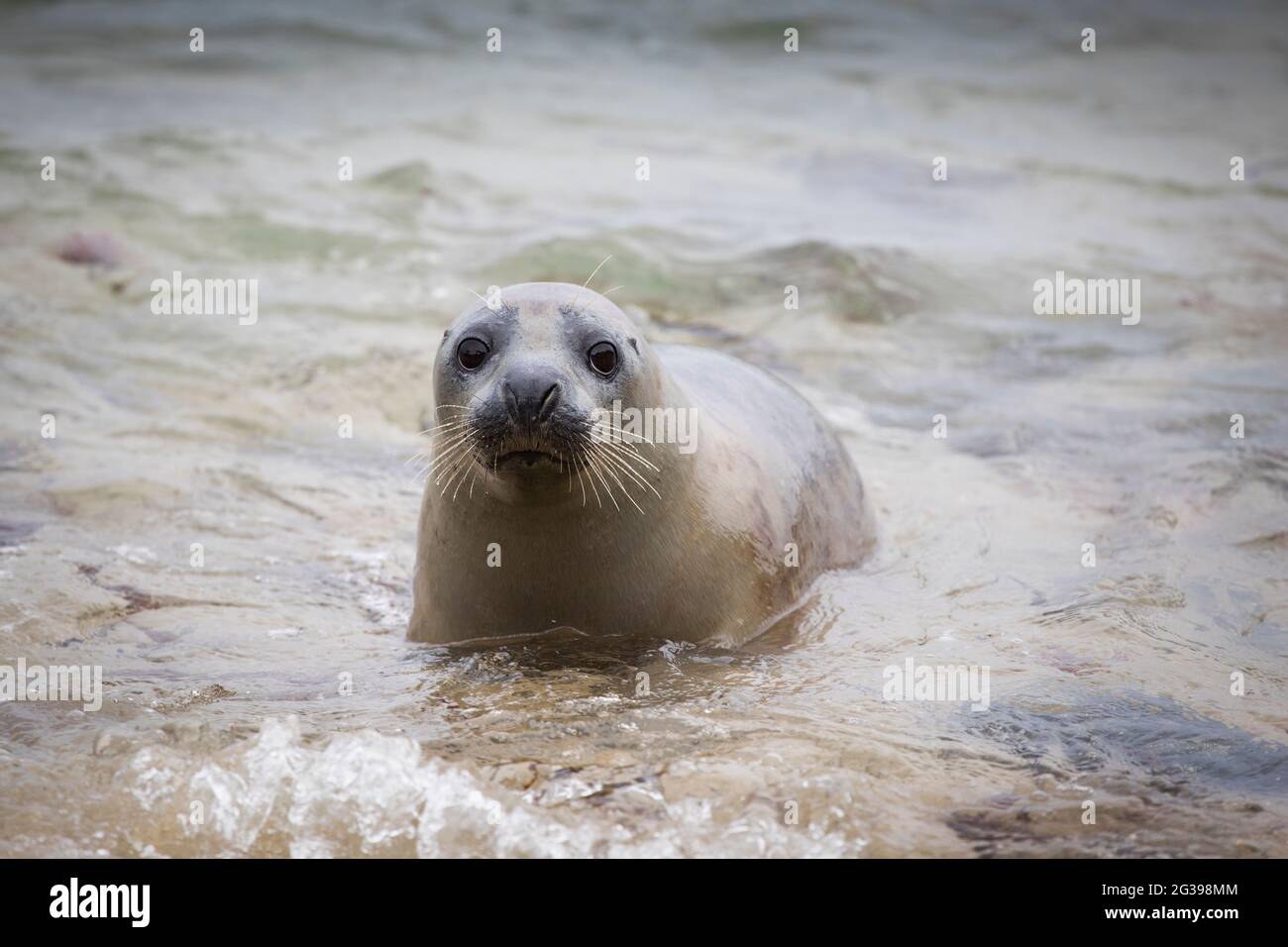 Seal in water portrait, UK Stock Photo - Alamy