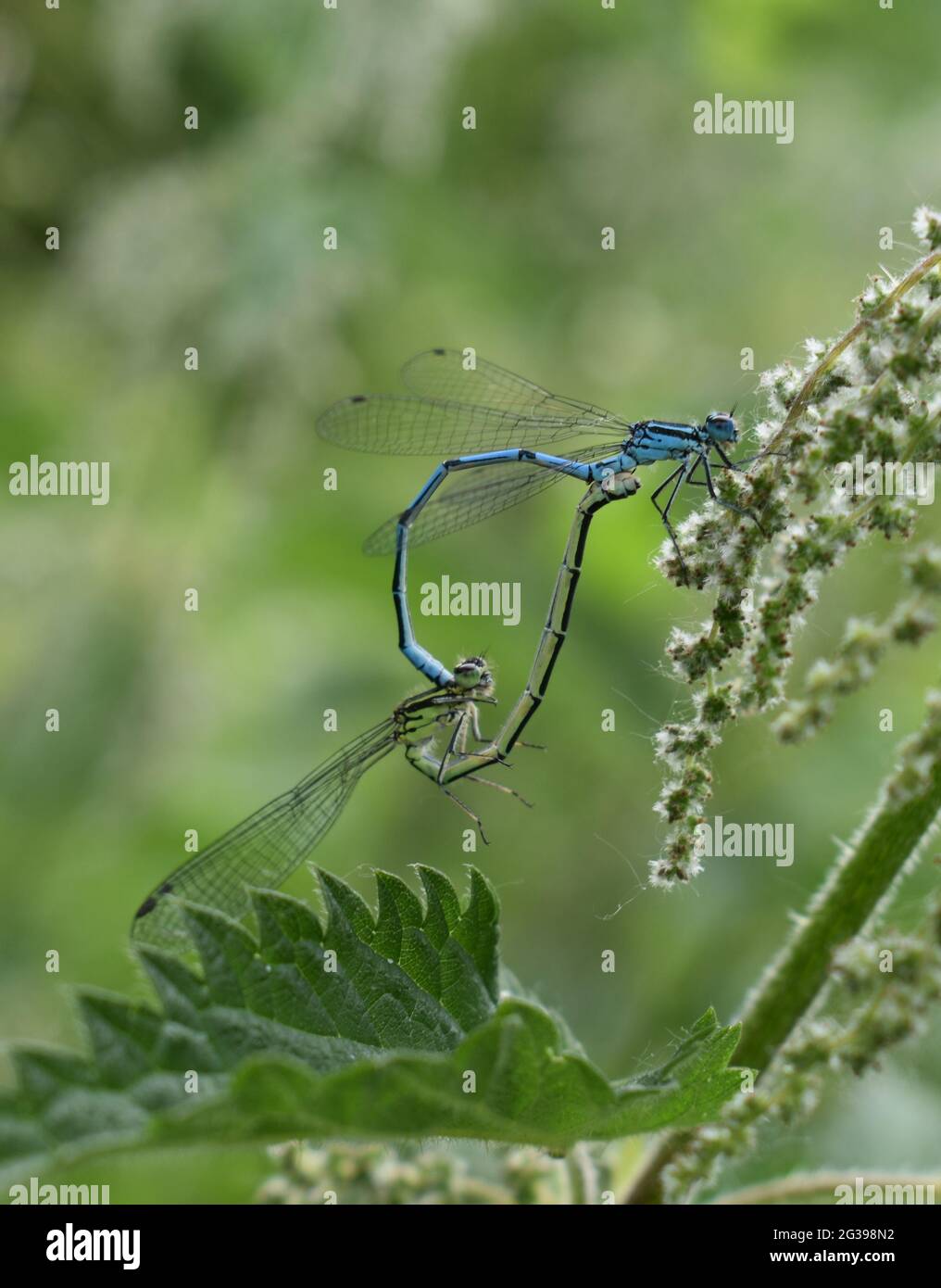 Two dragonflies (Anisoptera) forming a heart shape Stock Photo - Alamy