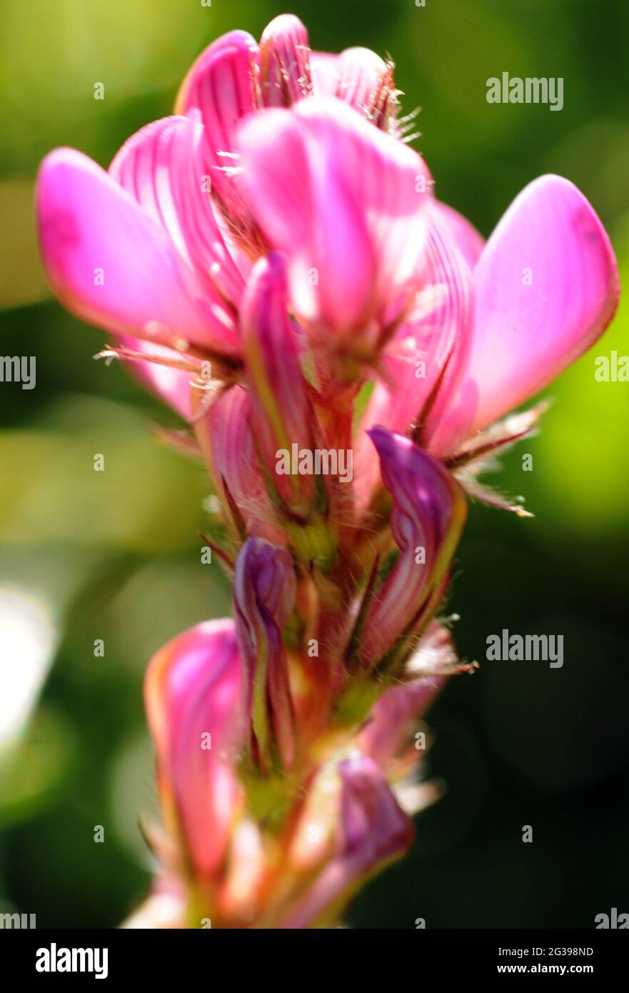 Fiore in bocca hi-res stock photography and images - Alamy