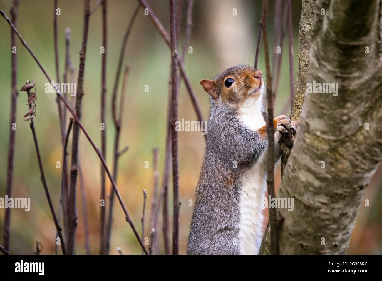 Grey squirrel outdoors UK Stock Photo - Alamy
