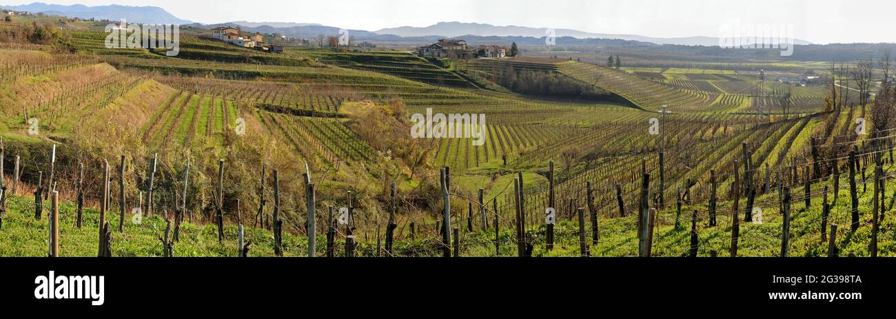 Ribolla nera hi-res stock photography and images - Alamy