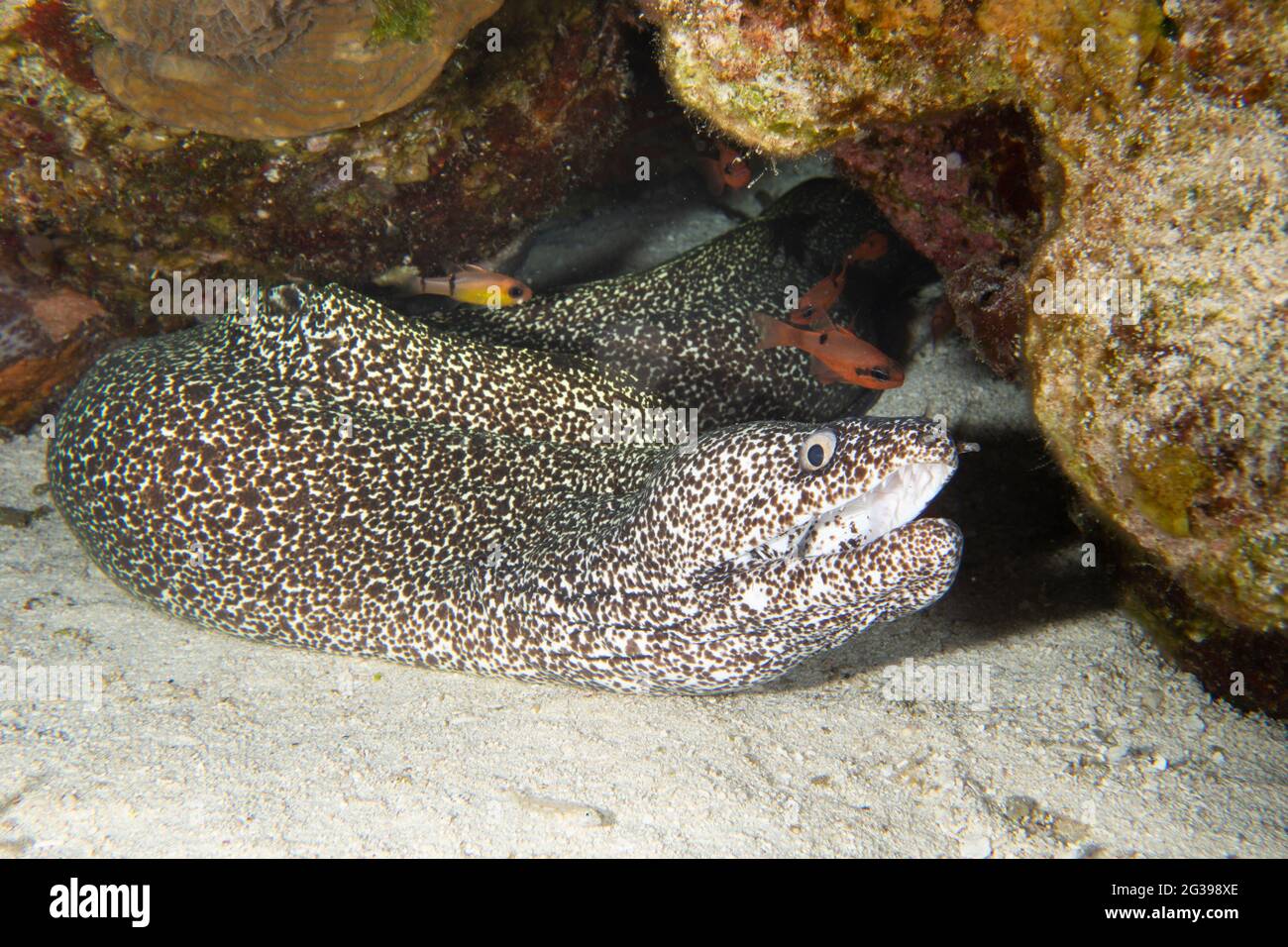 Moray eel underwater. Scuba diving in Cozumel, Mexico Stock Photo - Alamy