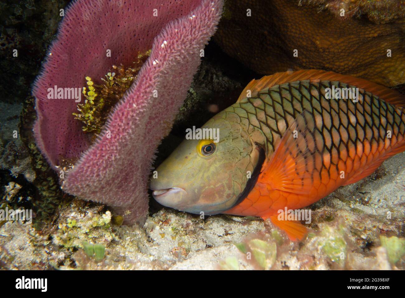 Tropical fish on a coral reef underwater. Scuba diving in Cozumel ...