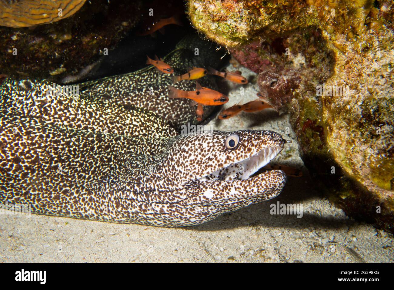 Moray eel underwater. Scuba diving in Cozumel, Mexico Stock Photo - Alamy