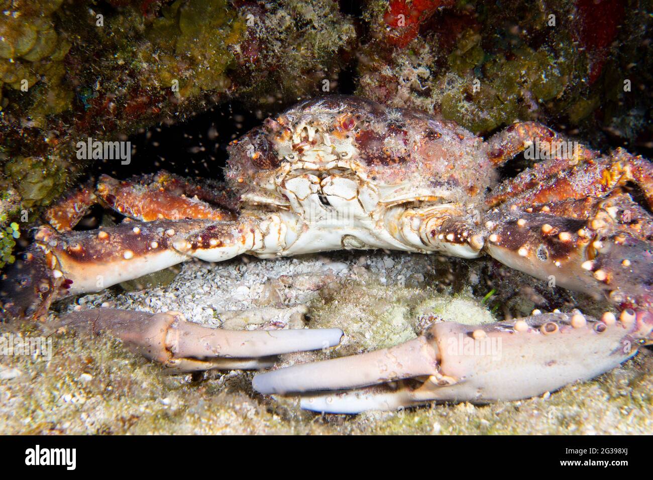Crab underwater. Scuba diving in Cozumel, Mexico Stock Photo - Alamy
