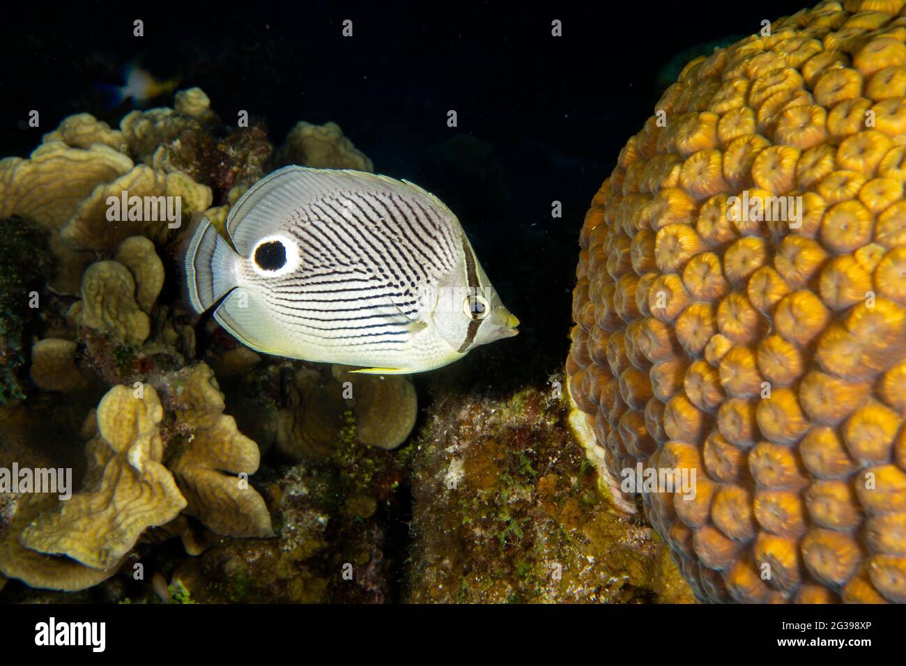 Tropical fish on a coral reef underwater. Scuba diving in Cozumel ...
